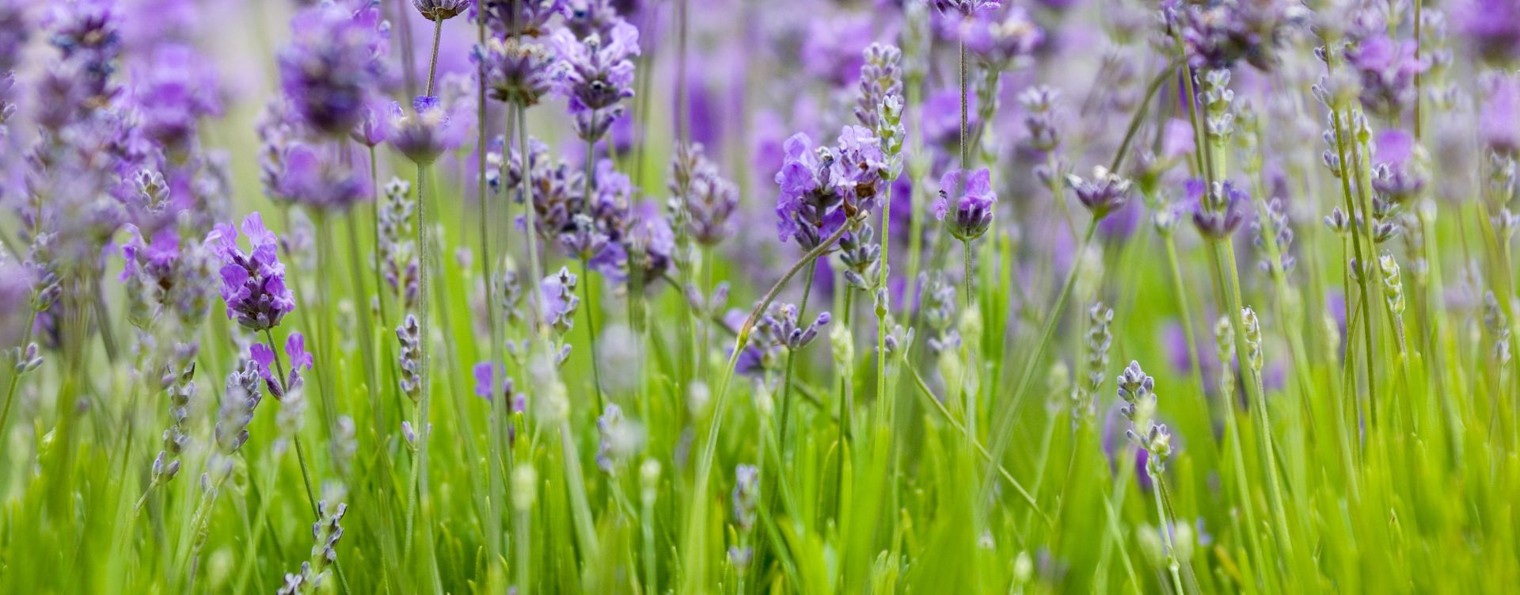 Здоровье и благополучие с NSP