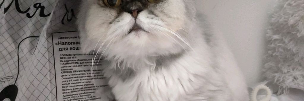 Алиса играет!