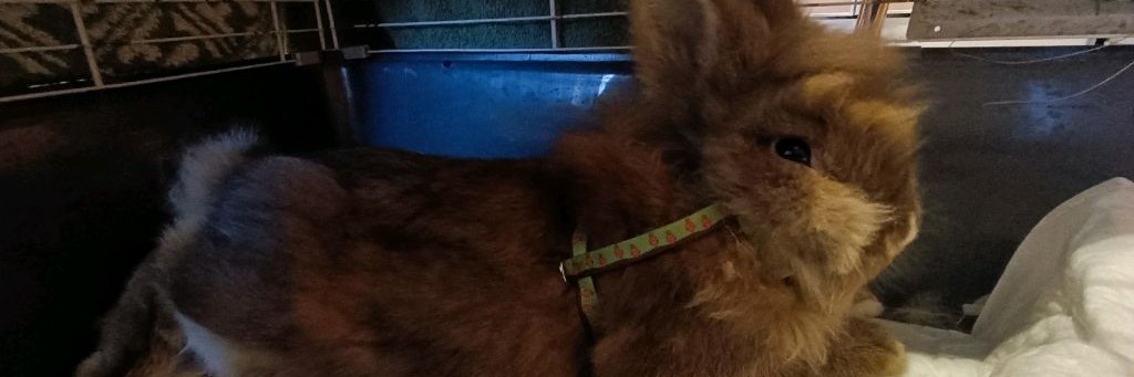 Пингви & Милки