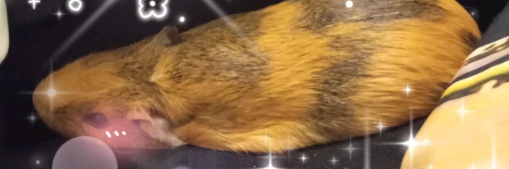 Алиса и Чили