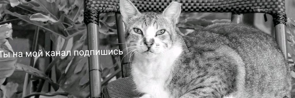 Серый Кот (Sk)