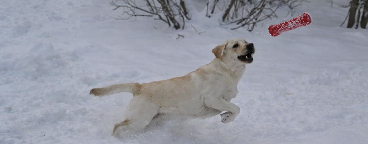 Лабрадор Симба - наш замечательный мальчик
