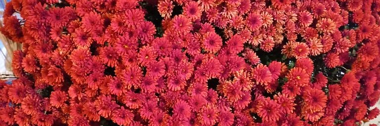 В Гостях У Риммы