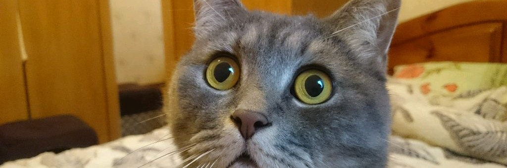 Крутые котята!