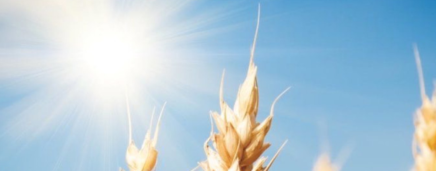 Кубанская_Семейка