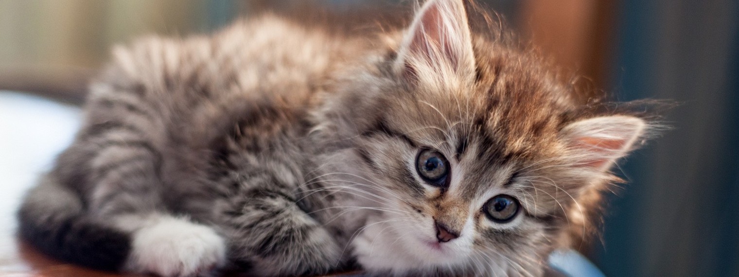 Funny Cat