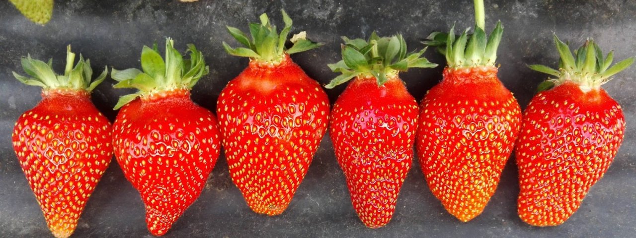 Макарец ТВ (Дискусы из Краснодара)