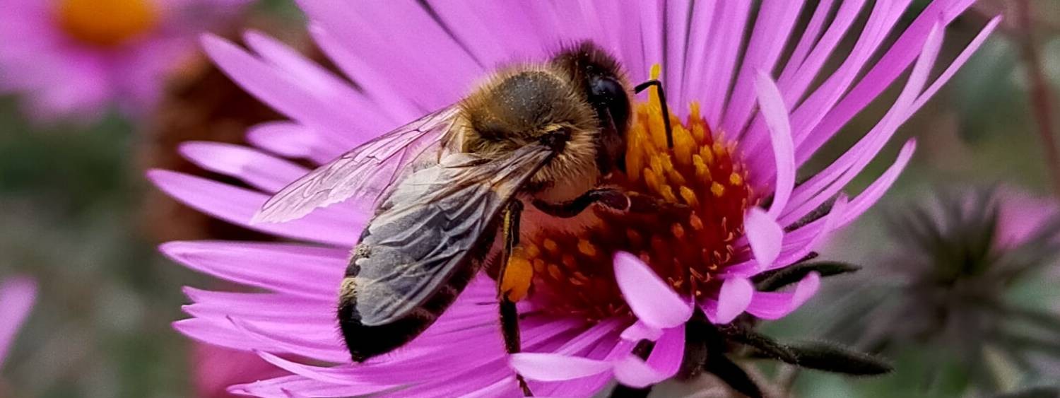 BBC: ЭТО ДРУГОЕ!