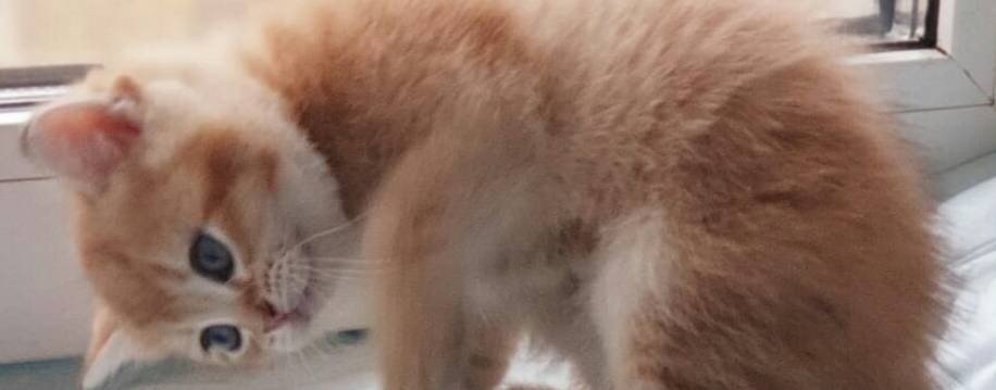 Золотые шиншиллы