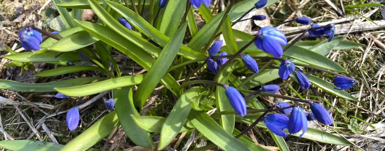 piapai