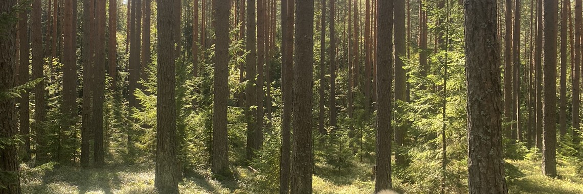 Прогулки в лесу