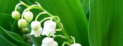 Лилия и рукоделие:Время вдохновения!