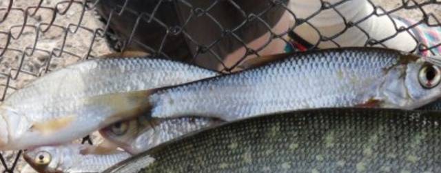 Азартный ловец