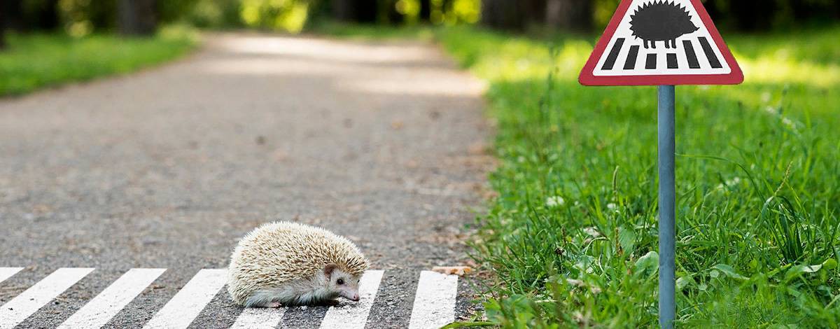 Бородатый ЁЖ