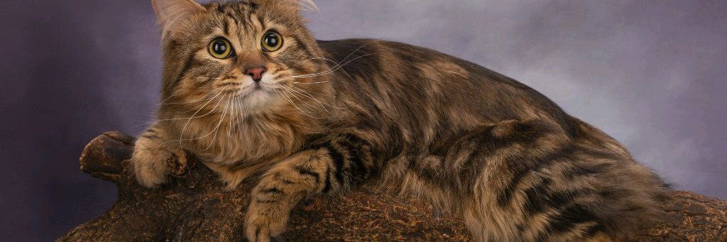 GOLDEN SUN питомник курильских бобтейлов г. СПб