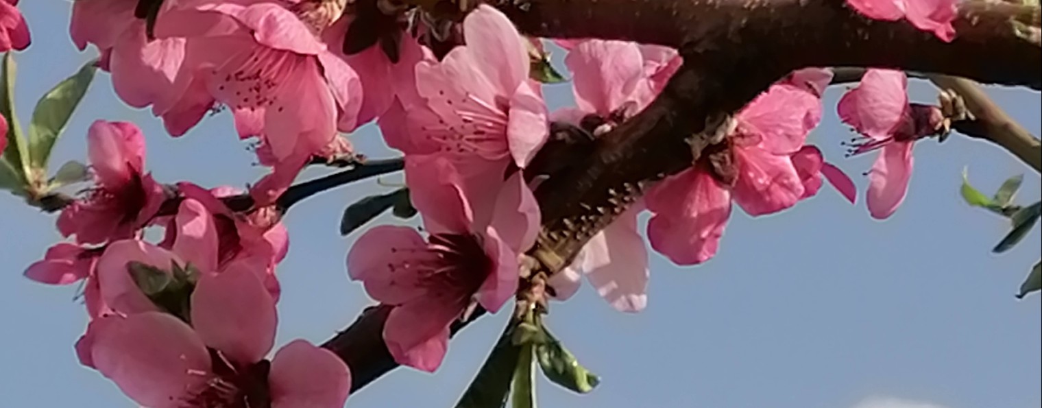 Анна Клематис