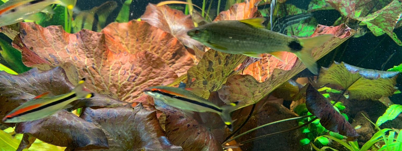 Аквариумистика это кайф