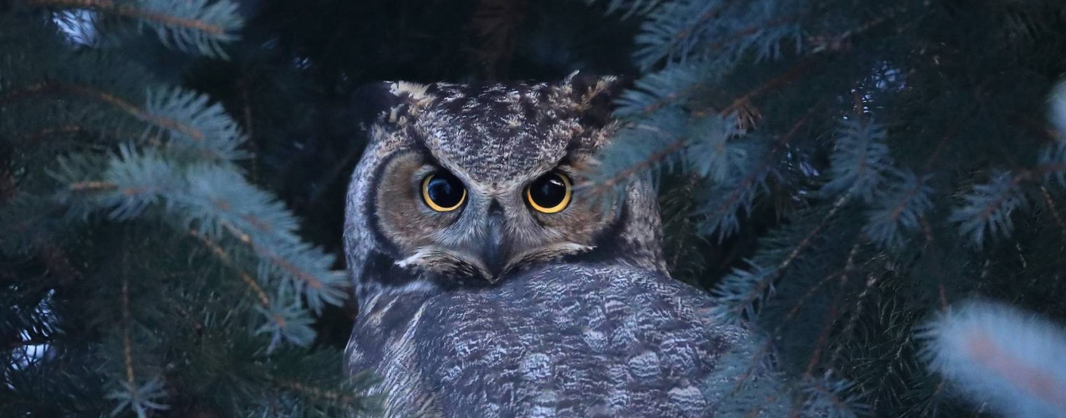 ВасильеваСВ