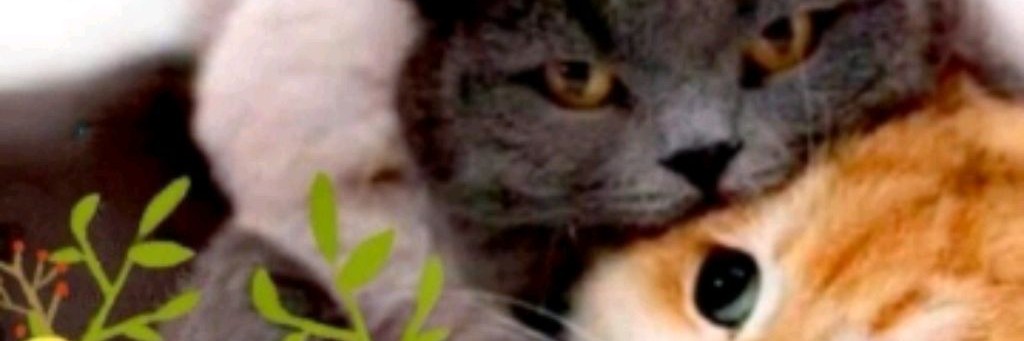 ❤️ ♥️ ❤️ КОТИК ♥️ ❤️ ♥️