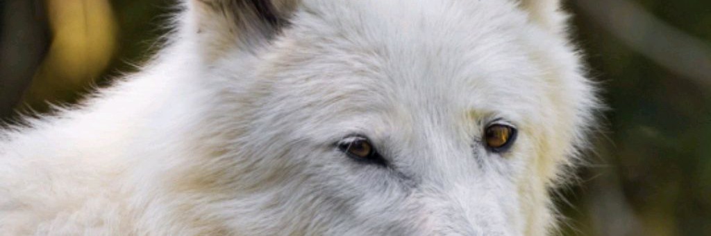 Пёстрый Луч [🍃КВ🍄]