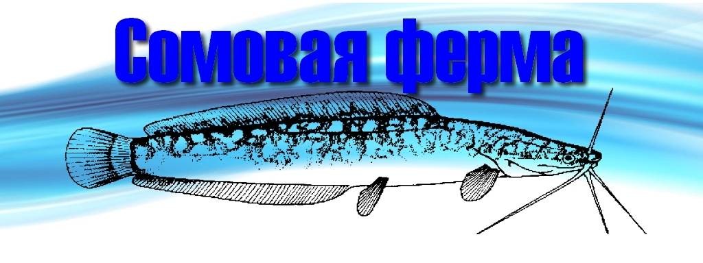 Сомовая ферма - клариевый сом в УЗВ