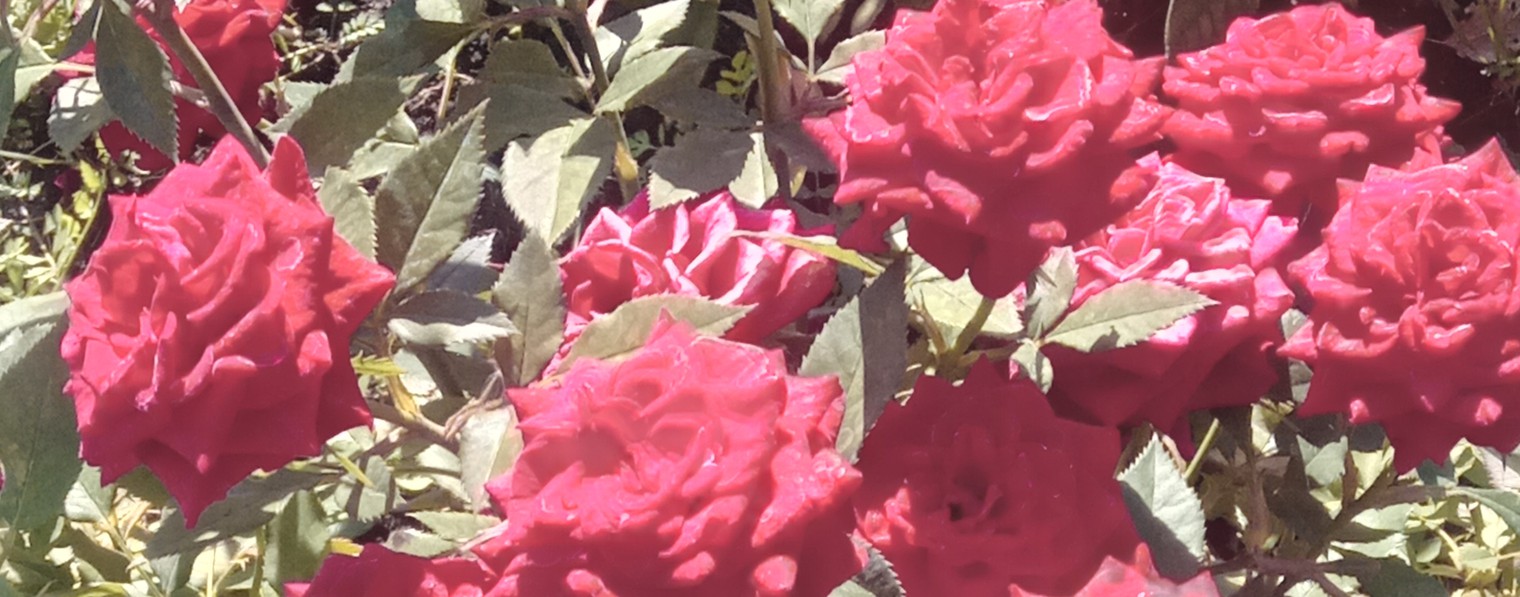 Просто Мила