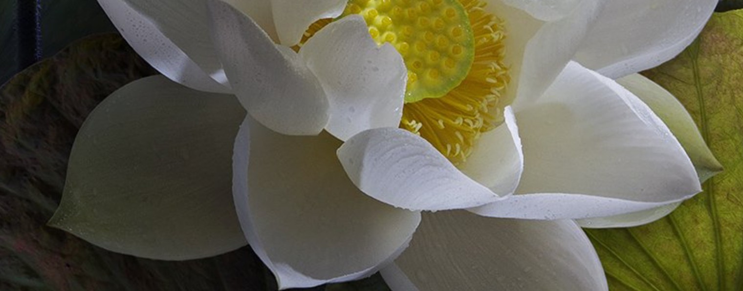 ⭐️ СВЕТЛЫЙ ПРОВИДЕЦ ⭐️