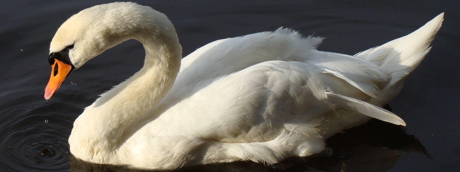 rutube_account_13372784