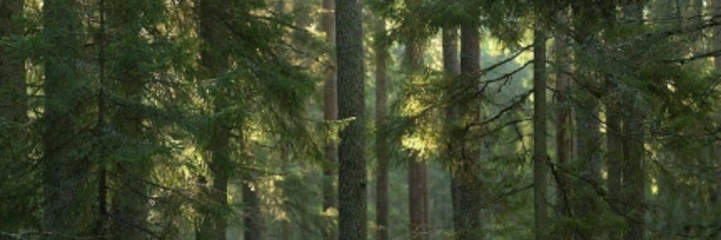 rutube_account_23110297