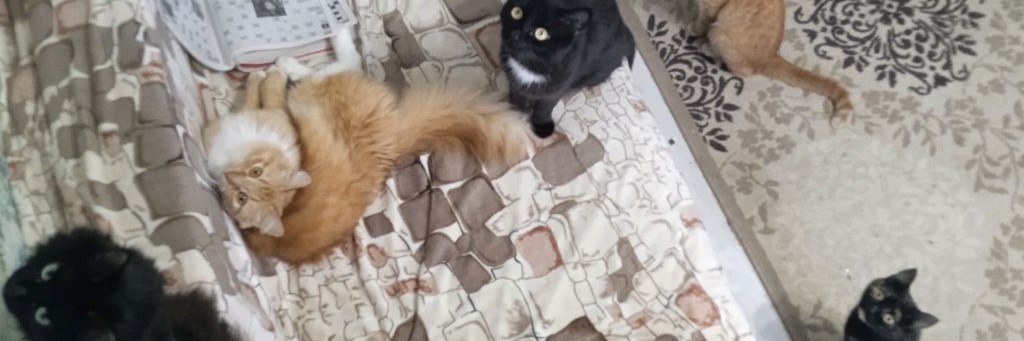 КОТЫ ЛОГОПЕДА. 🐱