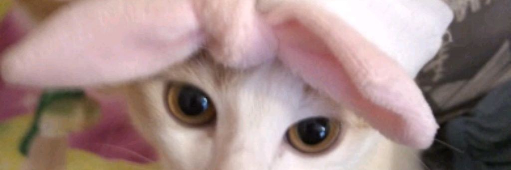 kuki cats