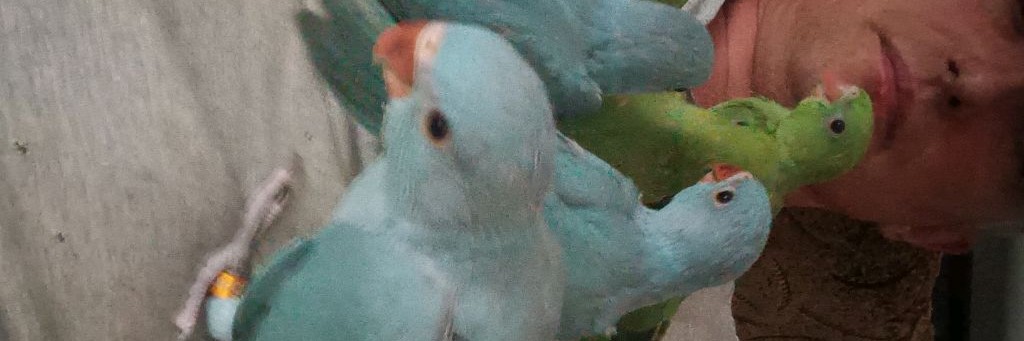 Попугаи Жако и Александрийские