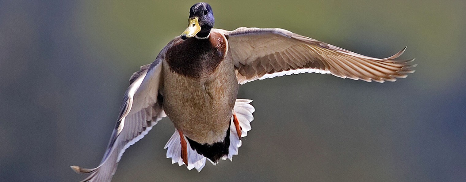 Хобби Настоящих Мужчин