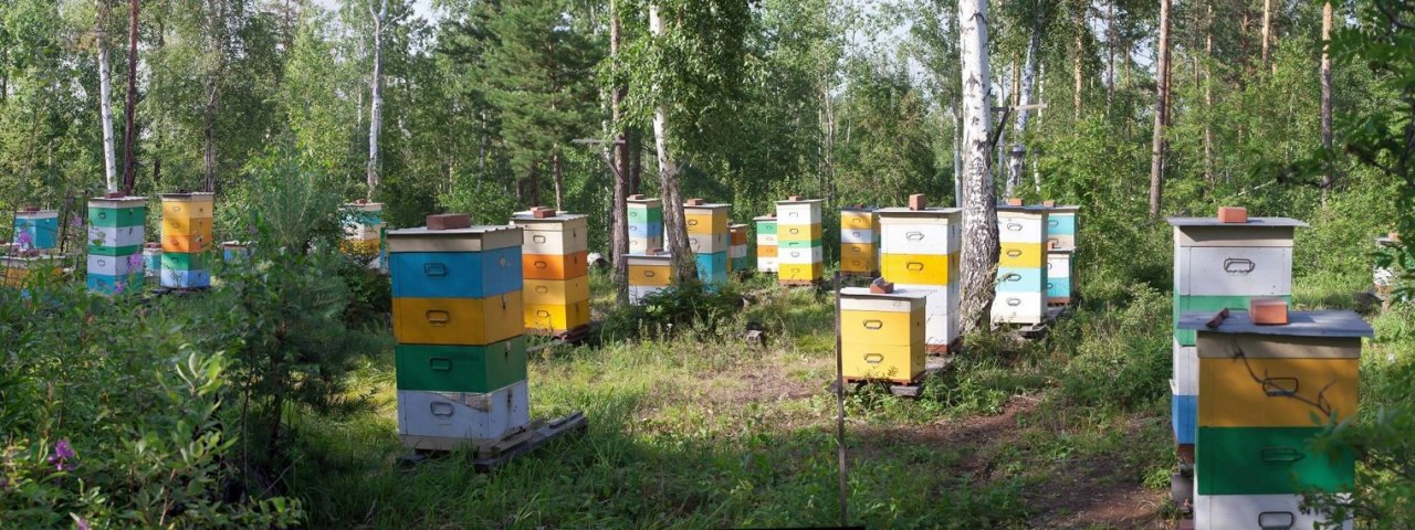 Любительское пчеловодство в Сибири