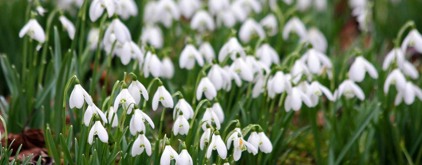 АННА МАКЕЕВА .