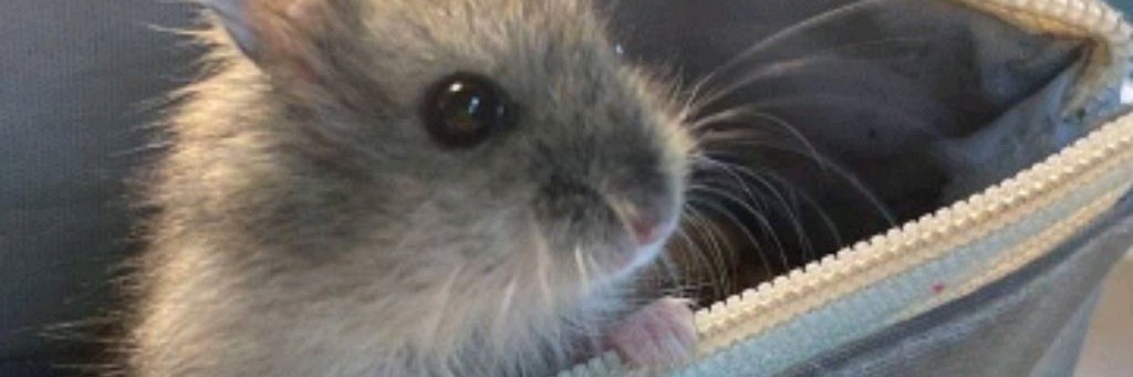 Hamsters_live