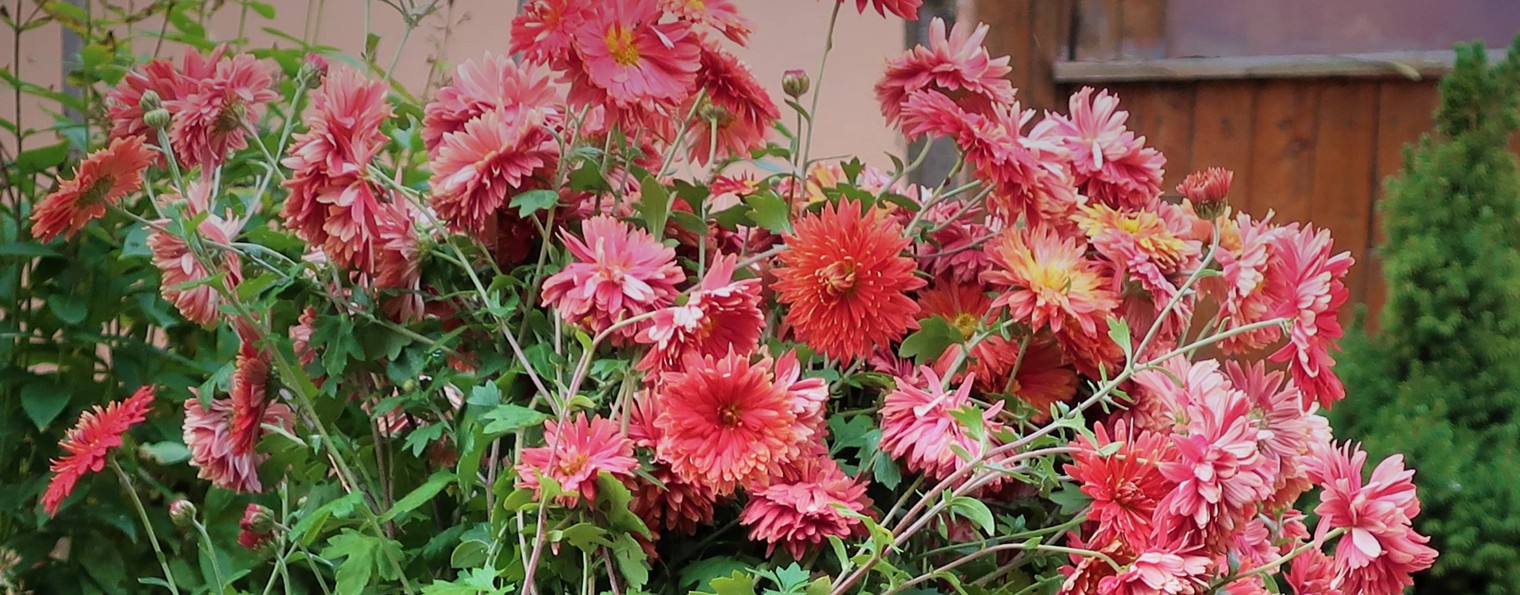 Александр Байдала