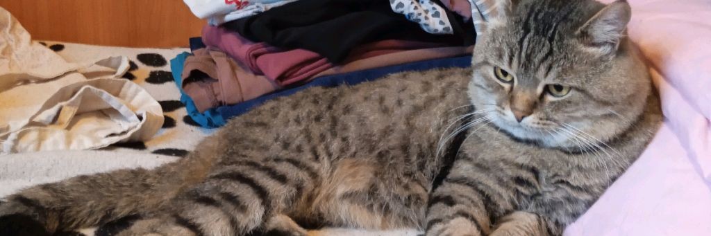 Пушок Шарикович