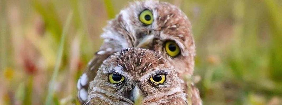 Дмитрий Гринёв