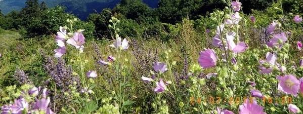 Владимир Мусатов