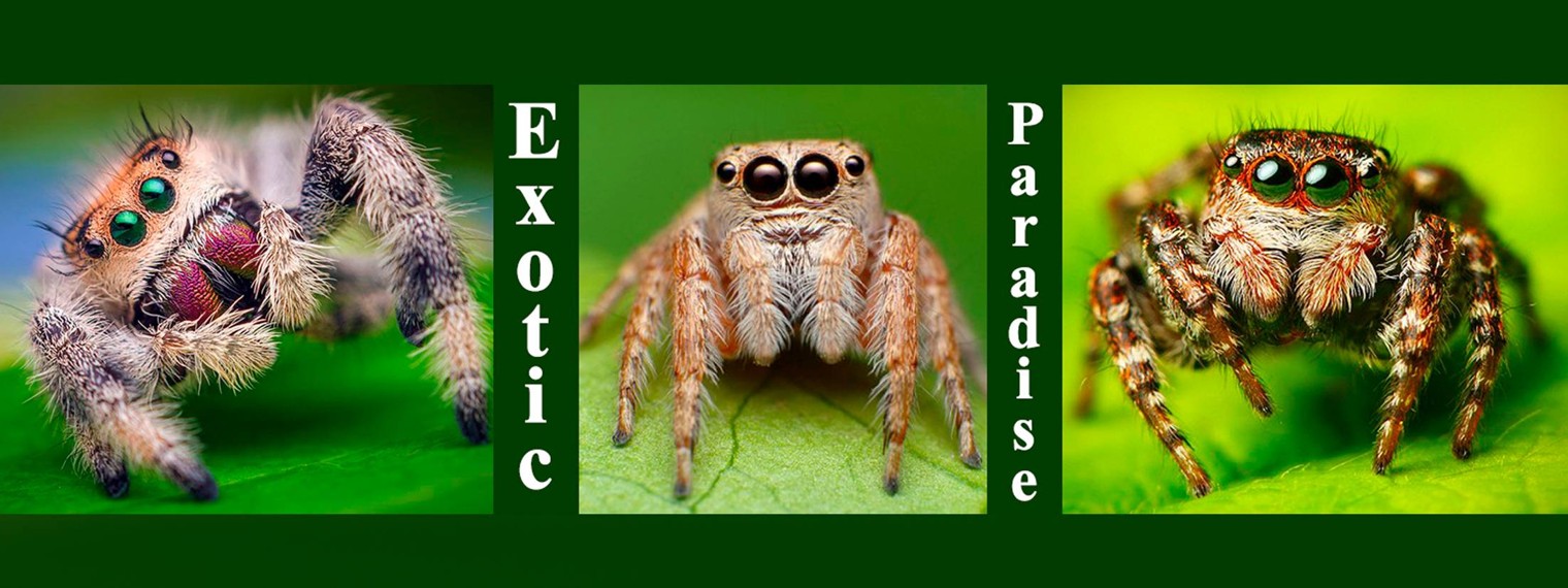Exotic Paradise