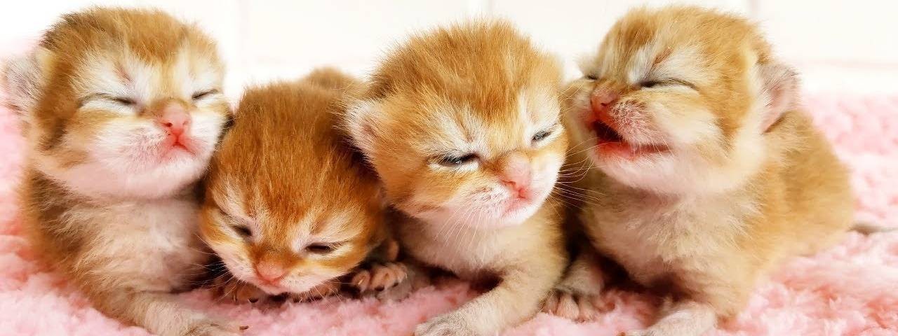 Жизнь маленьких котят и не только...