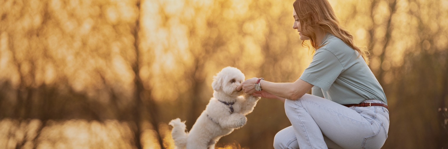 Мальтипу по кличке Кекс
