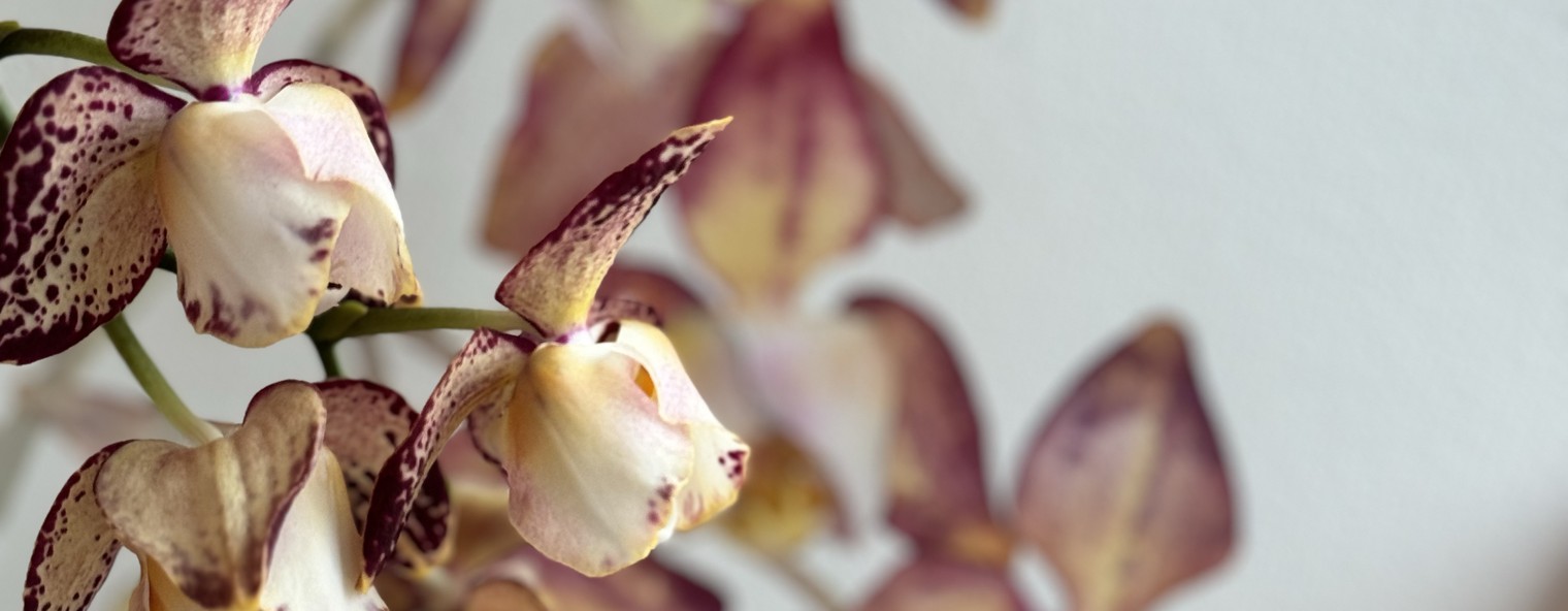 Ольга ОРХИДЕИ и АКВАРЕЛЬ 🌳