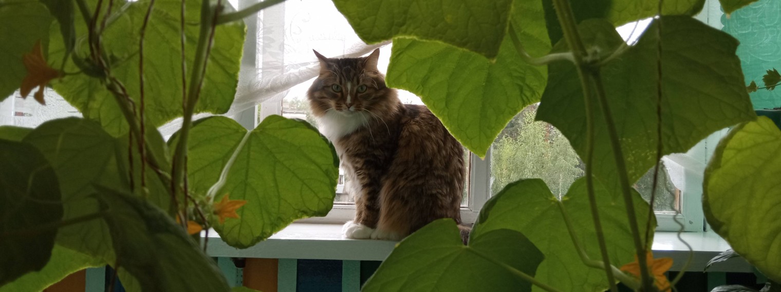 Николай Малышев