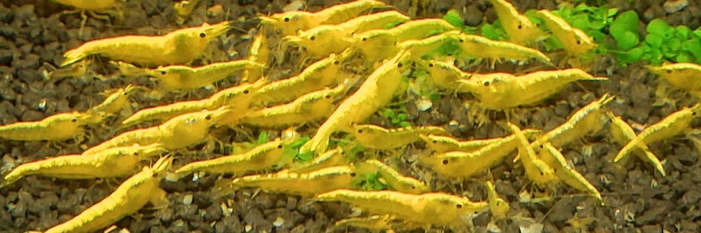 Нео Каридина