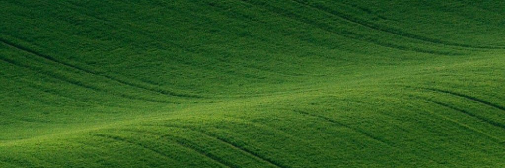 Кот на Охоте