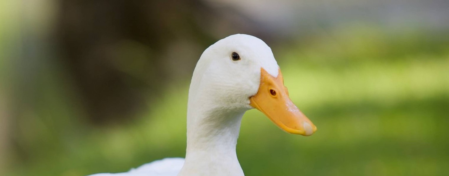 Экутынское телевидение