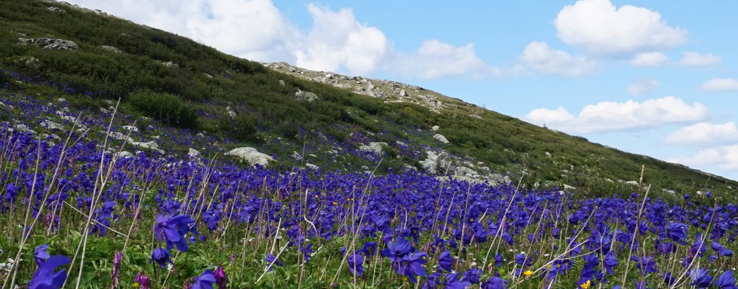 Елена Болод
