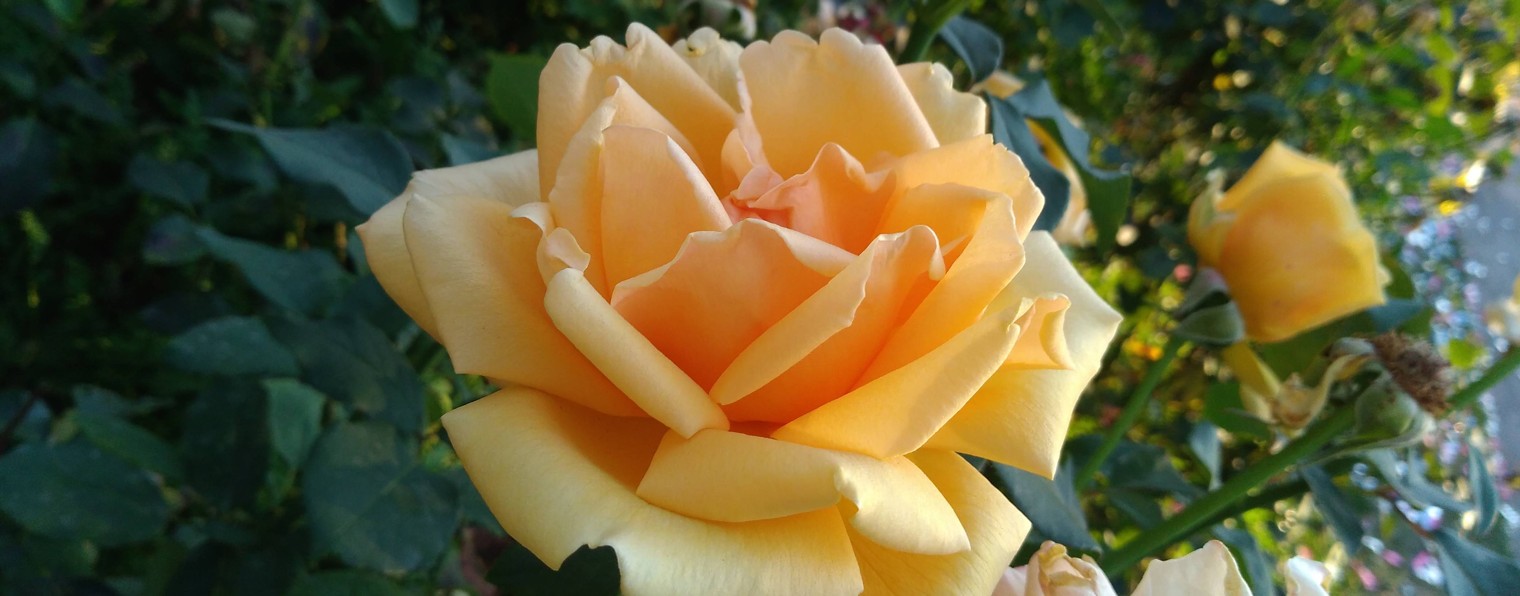 Любитель шахмат